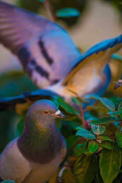 Palomas azules fotos de stock, imágenes de Palomas azules sin royalties ...