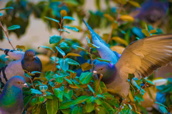 Palomas azules fotos de stock, imágenes de Palomas azules sin royalties ...
