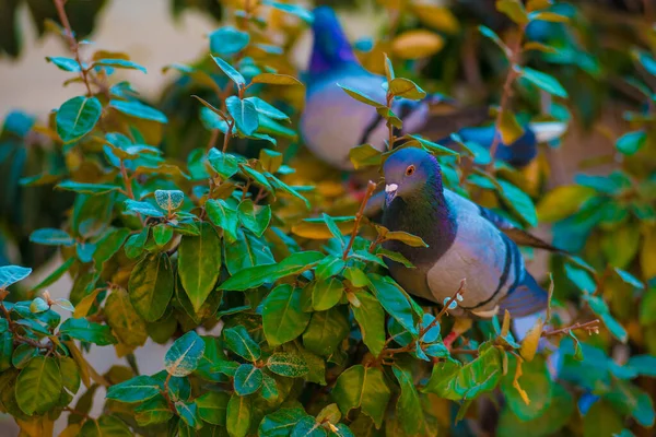 Palomas azules fotos de stock, imágenes de Palomas azules sin royalties ...