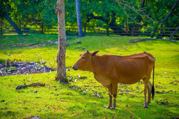Vaca tailandia fotos de stock, imágenes de Vaca tailandia sin royalties ...