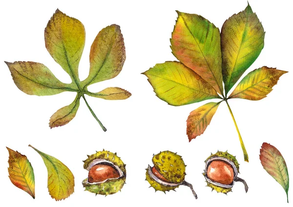 Kastanie clip art Stock Photos, Royalty Free Kastanie clip art Images ...