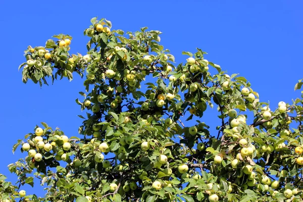 Golden apple tree Stock Photos, Royalty Free Golden apple tree Images ...