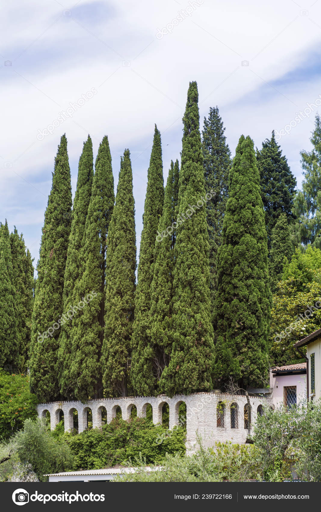 Italian Cypress Evergreen Trees Green Pine Trees Italy Stock Photo by ...