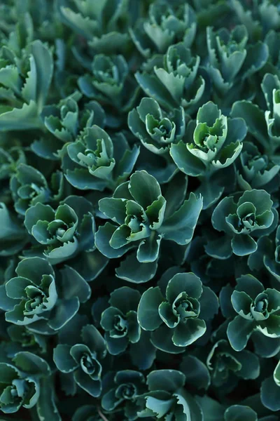 Nature pattern background Stock Photos, Royalty Free Nature pattern ...