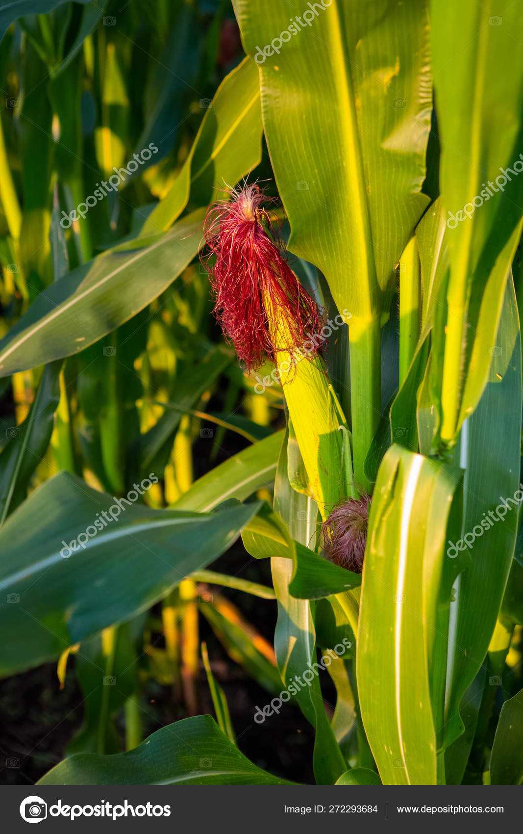 Red sweet corn cob on plants Stock Photo by ©olhaafanasieva 272293684