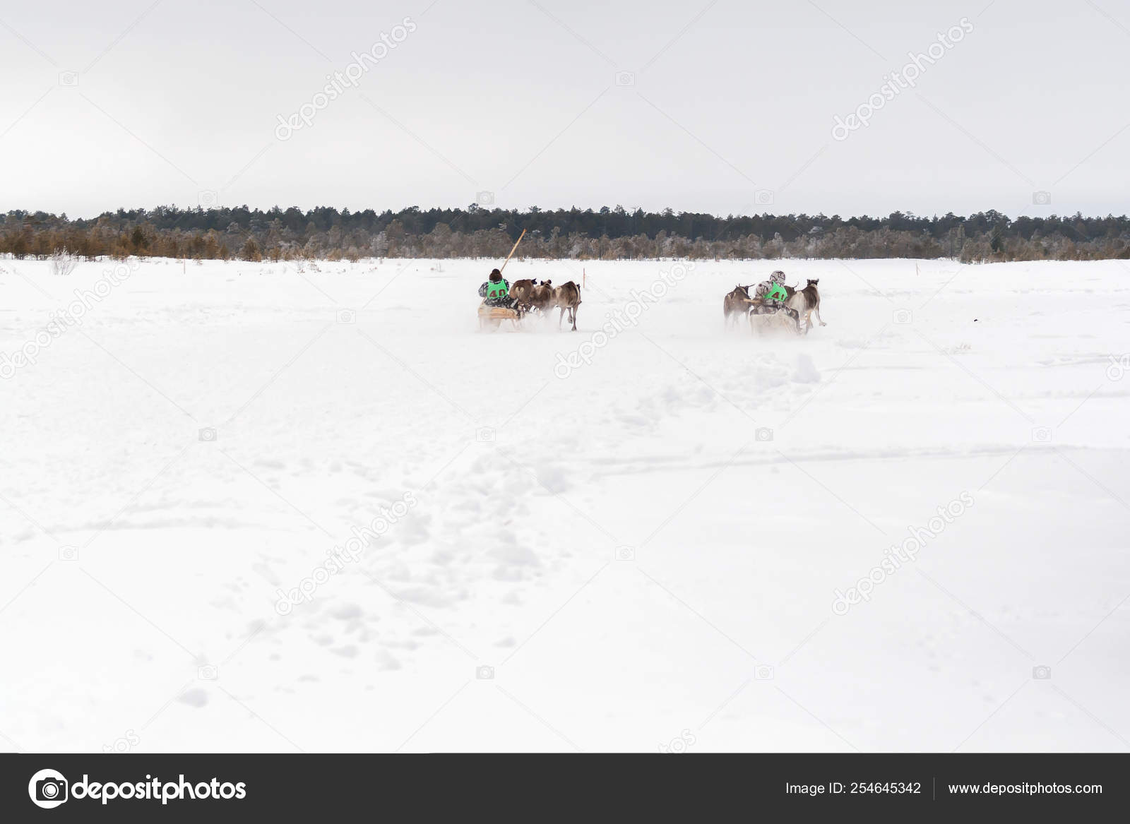 The rapid start of deer racing. — Stock Editorial Photo © cobalt-70 ...