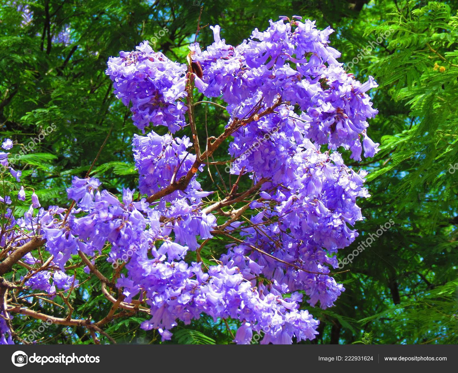 Jacaranda Spring Flowering Park — Stock Photo © ArgRU #222931624