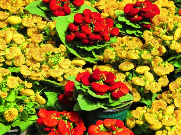 Fleurs de bangladesh Stock Photos, Royalty Free Fleurs de bangladesh ...