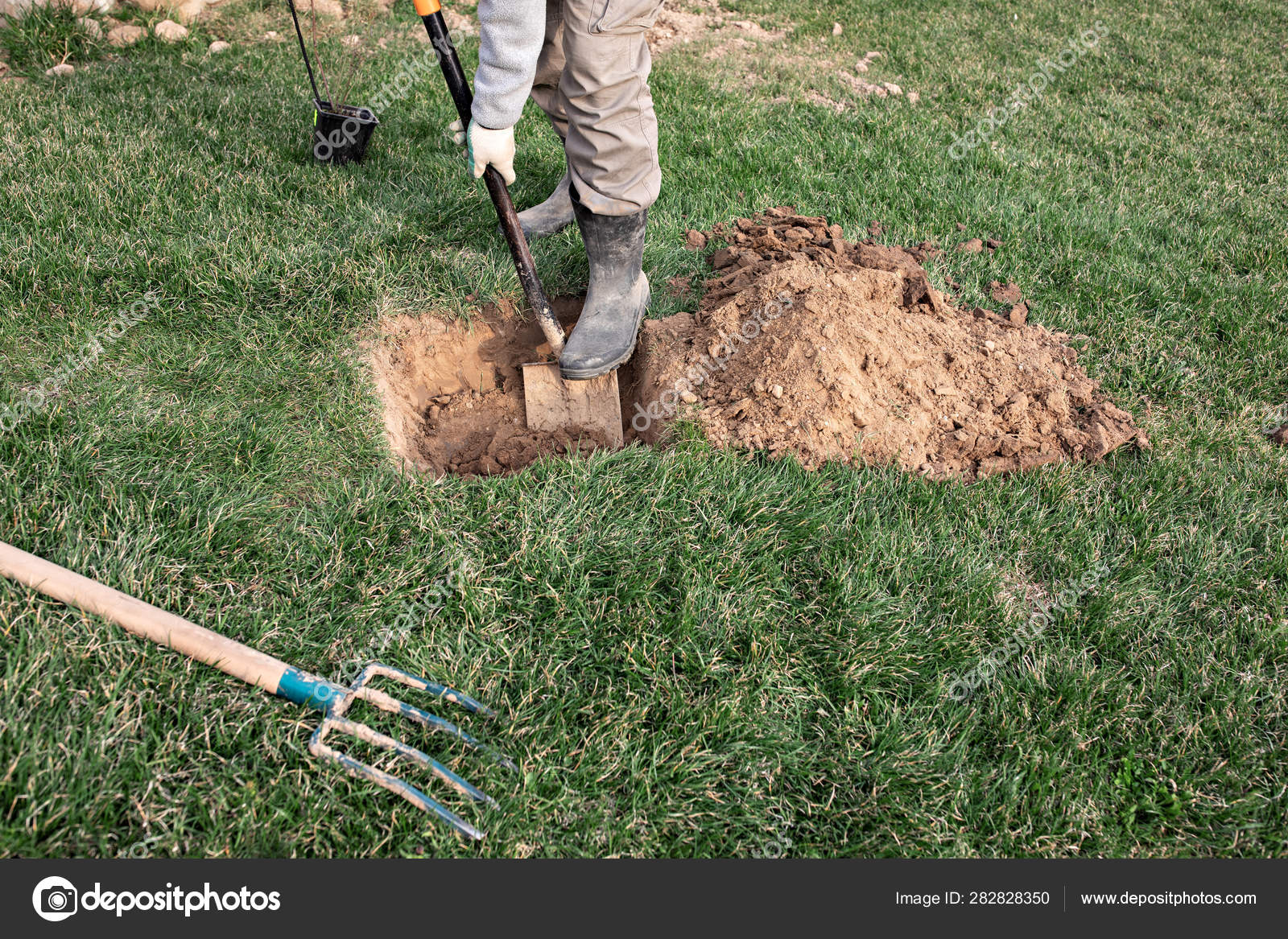 Gardener Using Shovel Planting Young Fruit Tree Roots Multiply Minor ...