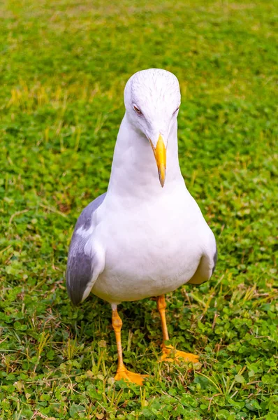 Seagull standing on the grass. The Larus Argentatus or the European ...
