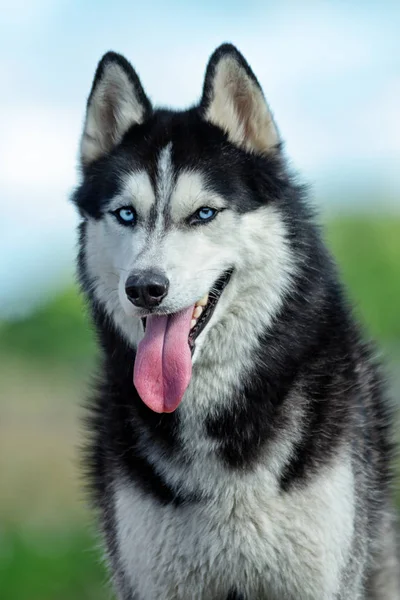 Snarling husky Stock Photos, Royalty Free Snarling husky Images ...