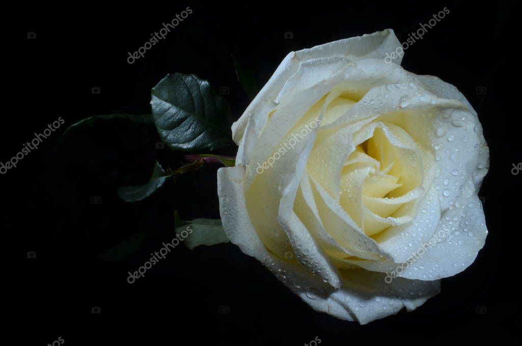 Rosa blanca con gotas de rocío. Hermosa rosa blanca con gotas de rocío ...