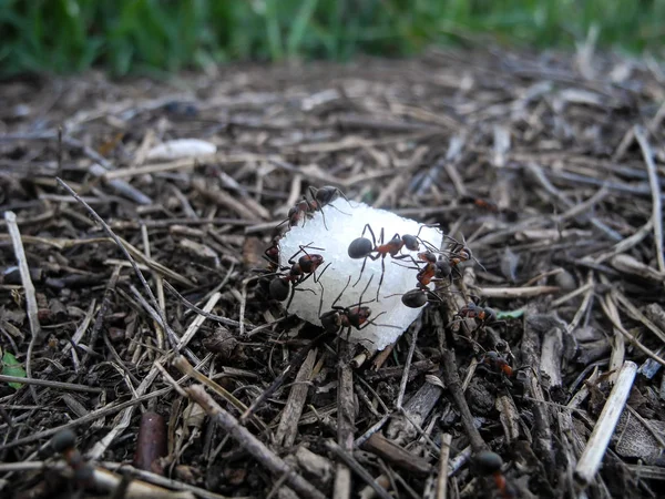 Insect cemetery Stock Photos, Royalty Free Insect cemetery Images ...