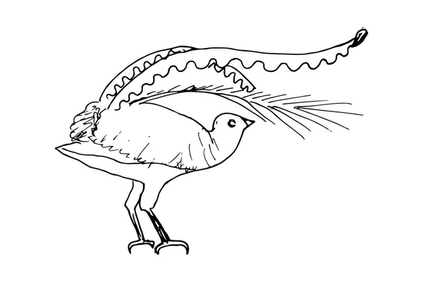 ᐈ Lyrebird stock vectors, Royalty Free lyrebird cartoon pictures | download on Depositphotos®