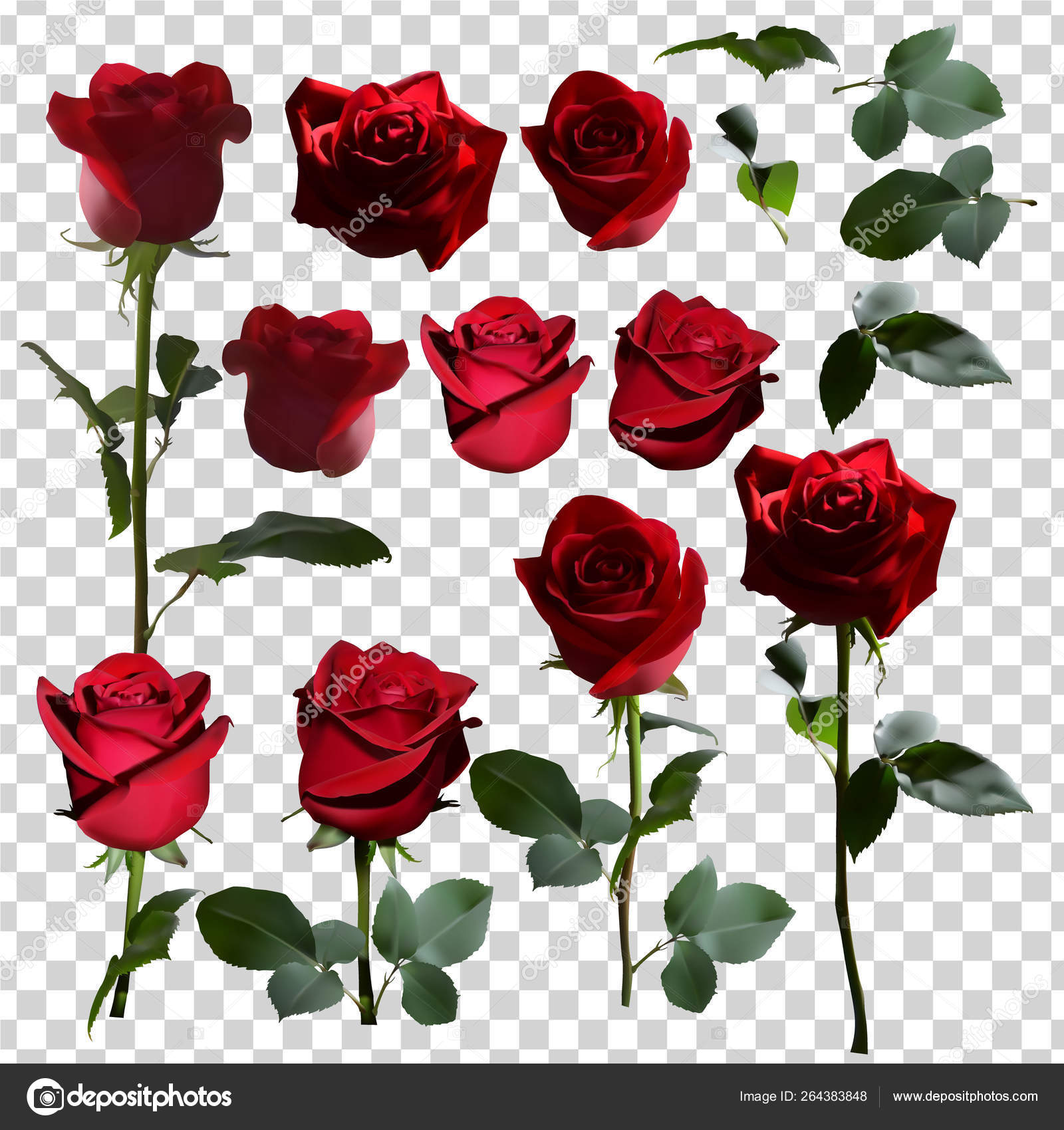 Five roses isolated from different angles on a white background. Stock ...