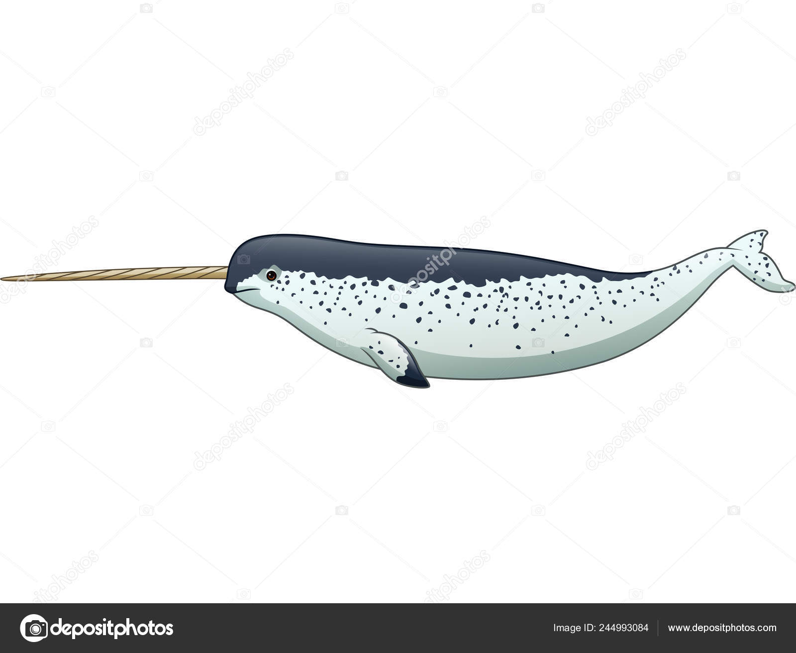 Desenho Animado De Narval Tumblr