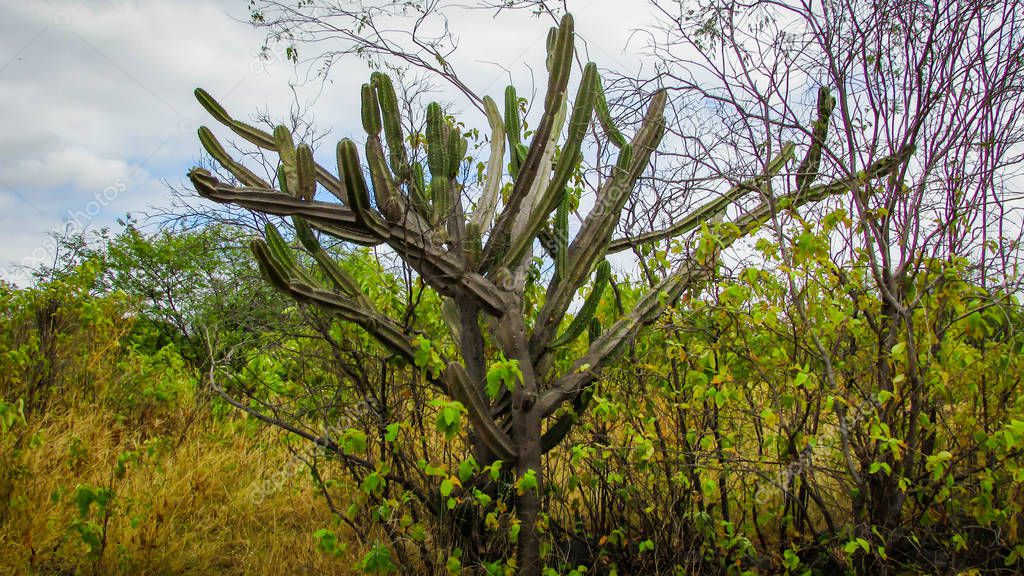 cactus tradicionalmente brasileños, mandacaru, cactus comunes del bioma ...