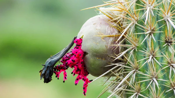 Hummingbird and cactus Stock Photos, Royalty Free Hummingbird and ...