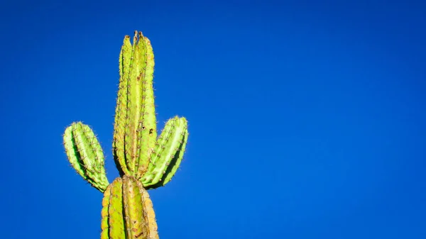 Fotos de Mandacaru, Imagens de Mandacaru sem royalties | Depositphotos