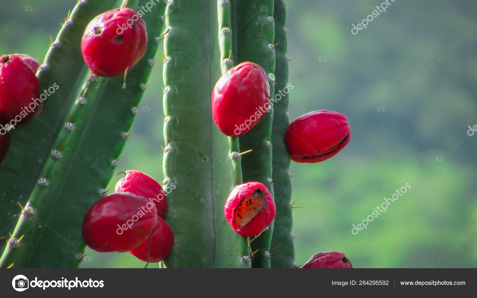 Beautiful mandacaru cacti with its succulent fruits, composed of Stock ...