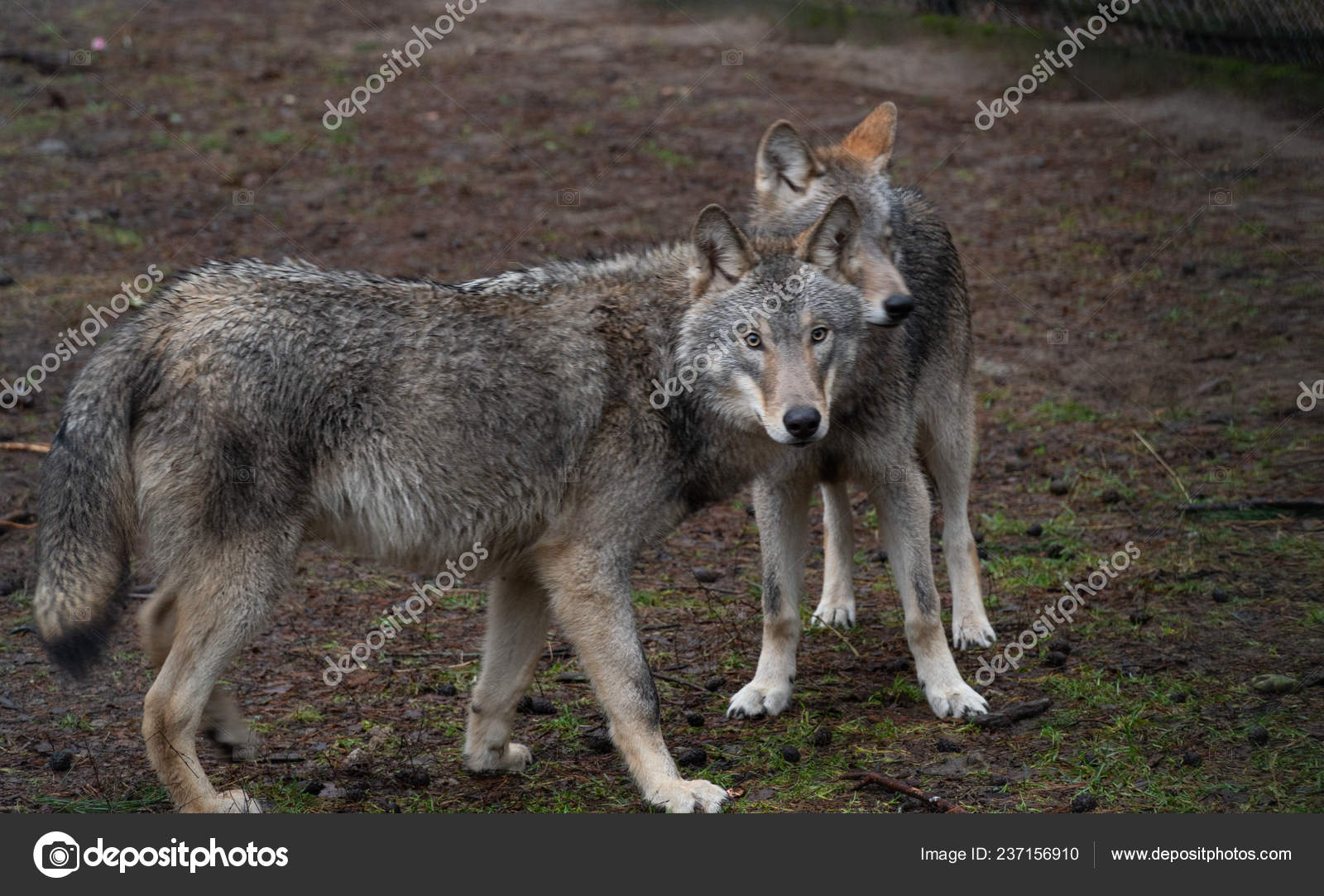 Huge Grey Wolf