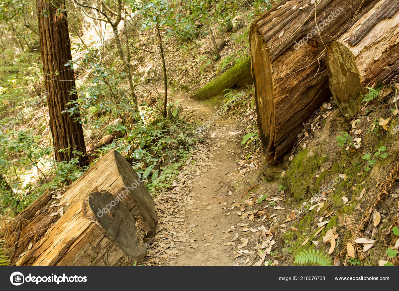 Empty Hiking Trail Redwood Forest Stock Photo by ©Geartooth 218076738