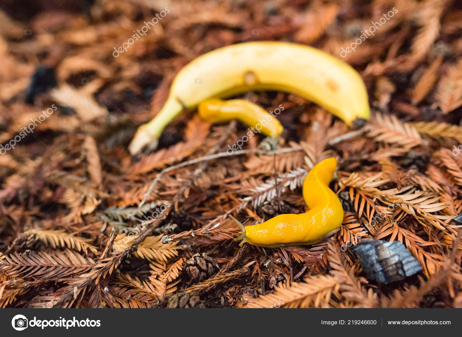 Banana Slug Digestive System