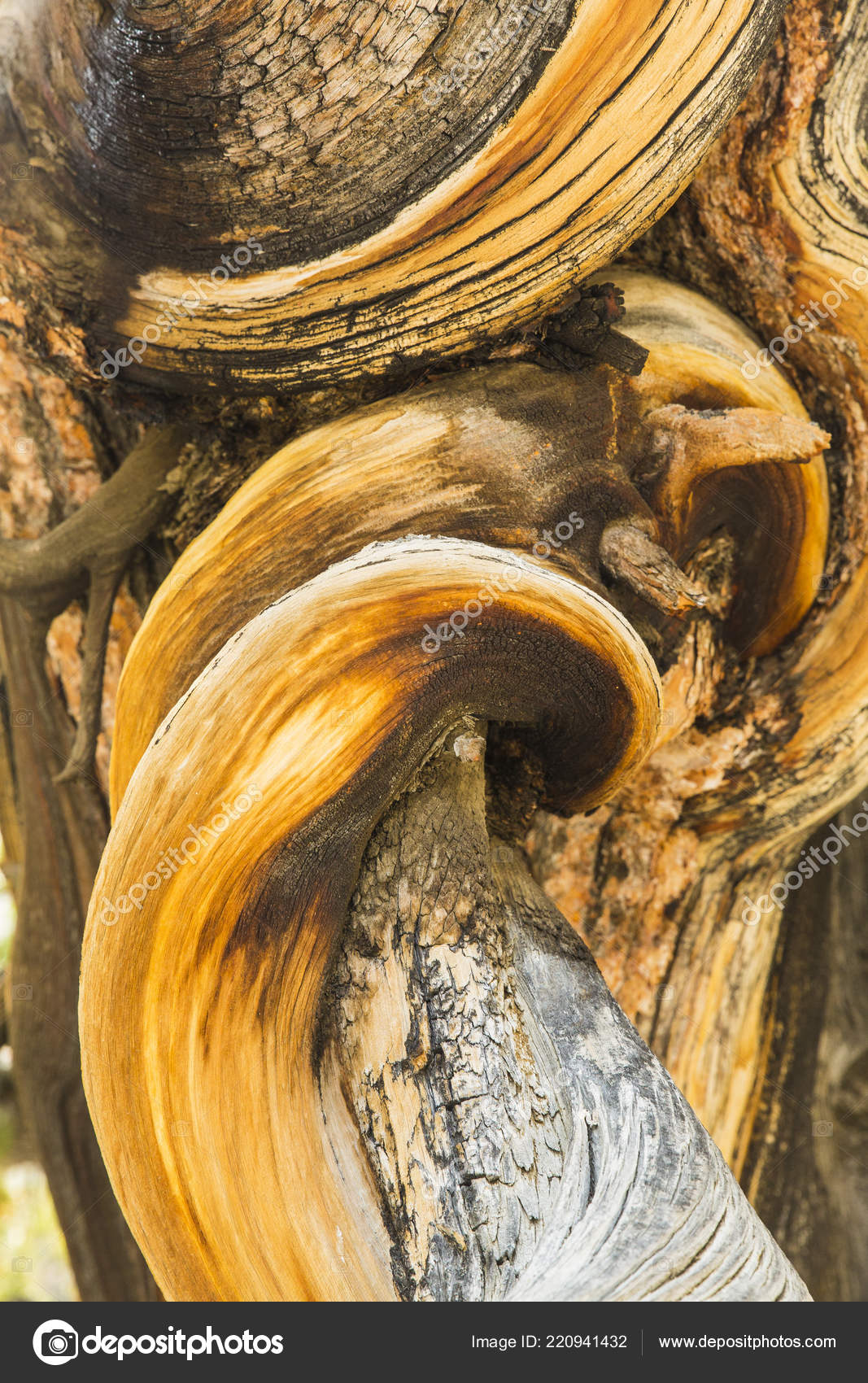 Wood Texture Close — Stock Photo © Geartooth #220941432