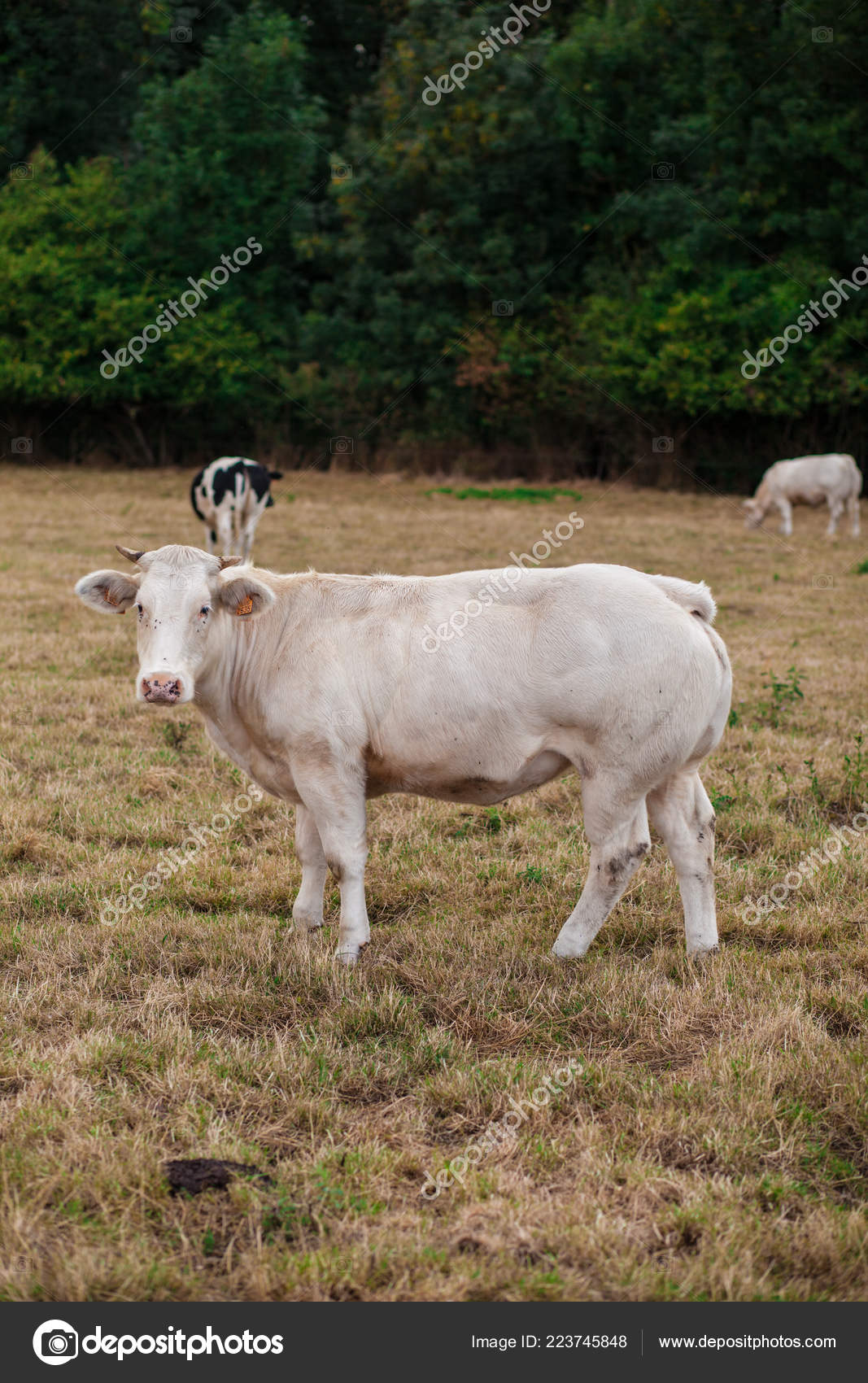 Cows Farm Field Background Stock Photo by ©AnnaGribtsova 223745848