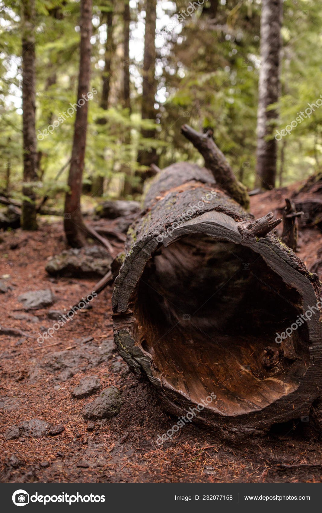 Broken Tree Forest Background Stock Photo by ©AnnaGribtsova 232077158