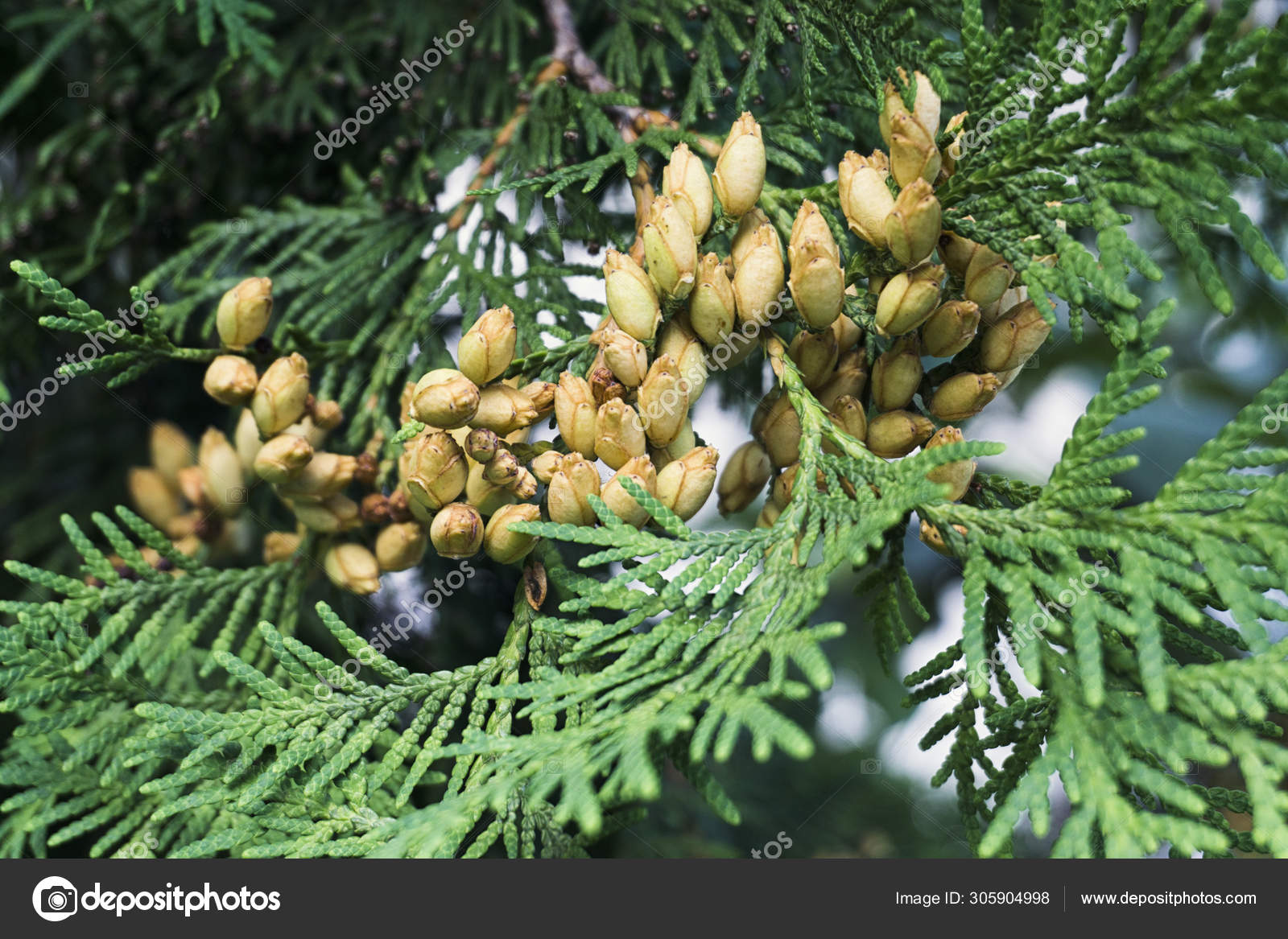 Conifer Seeds