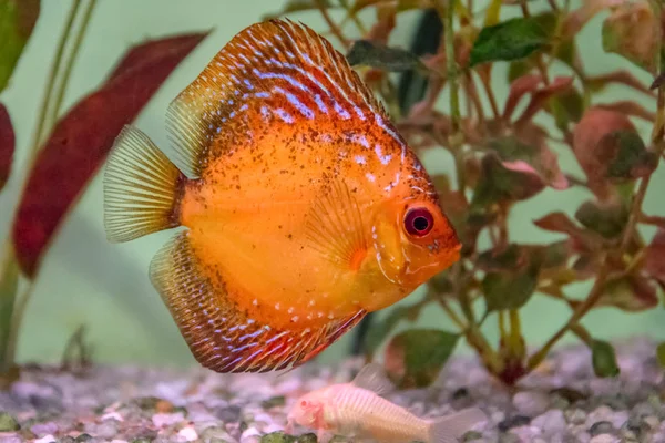 Fish front view Images - Search Images on Everypixel