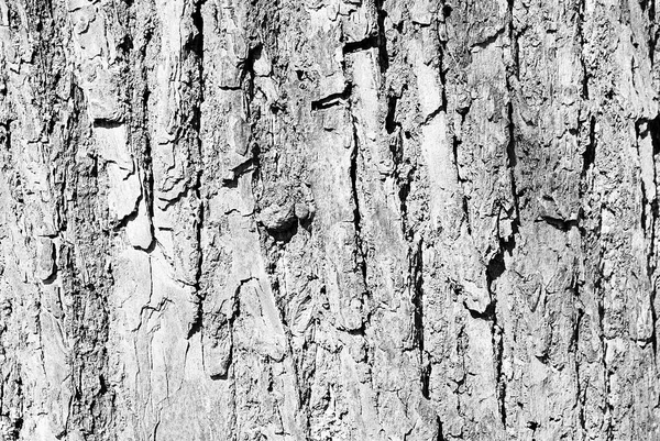 Trees no background Stock Photos, Royalty Free Trees no background ...