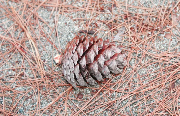 Jeune cône de pin Stock Photos, Royalty Free Jeune cône de pin Images ...