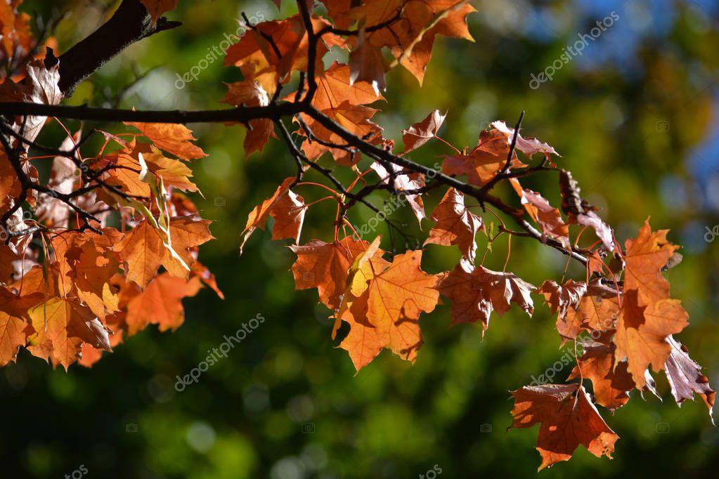 Hojas de arce de otoño en los árboles. El otoño es la estación de hojas ...