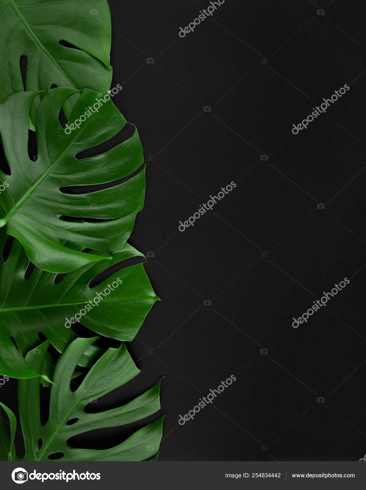 Rainforest Border Paper