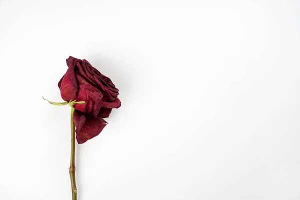 Sad rose Stock Photos, Royalty Free Sad rose Images | Depositphotos
