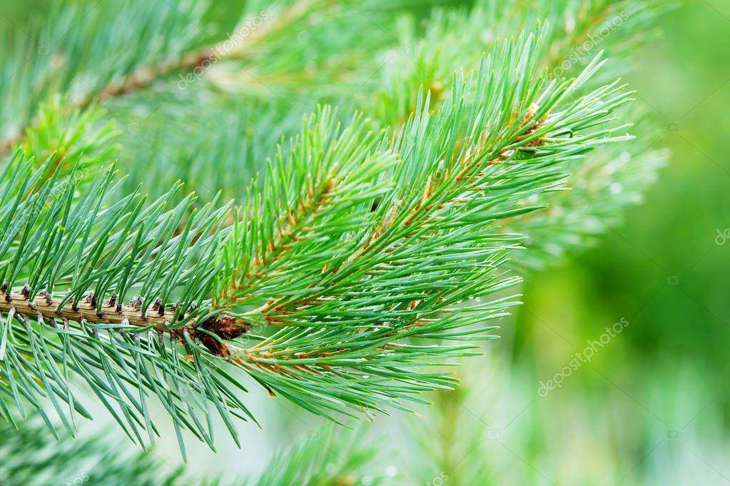 Rama del Scots o pino rojo Pinus sylvestris árbol de hoja perenne ...