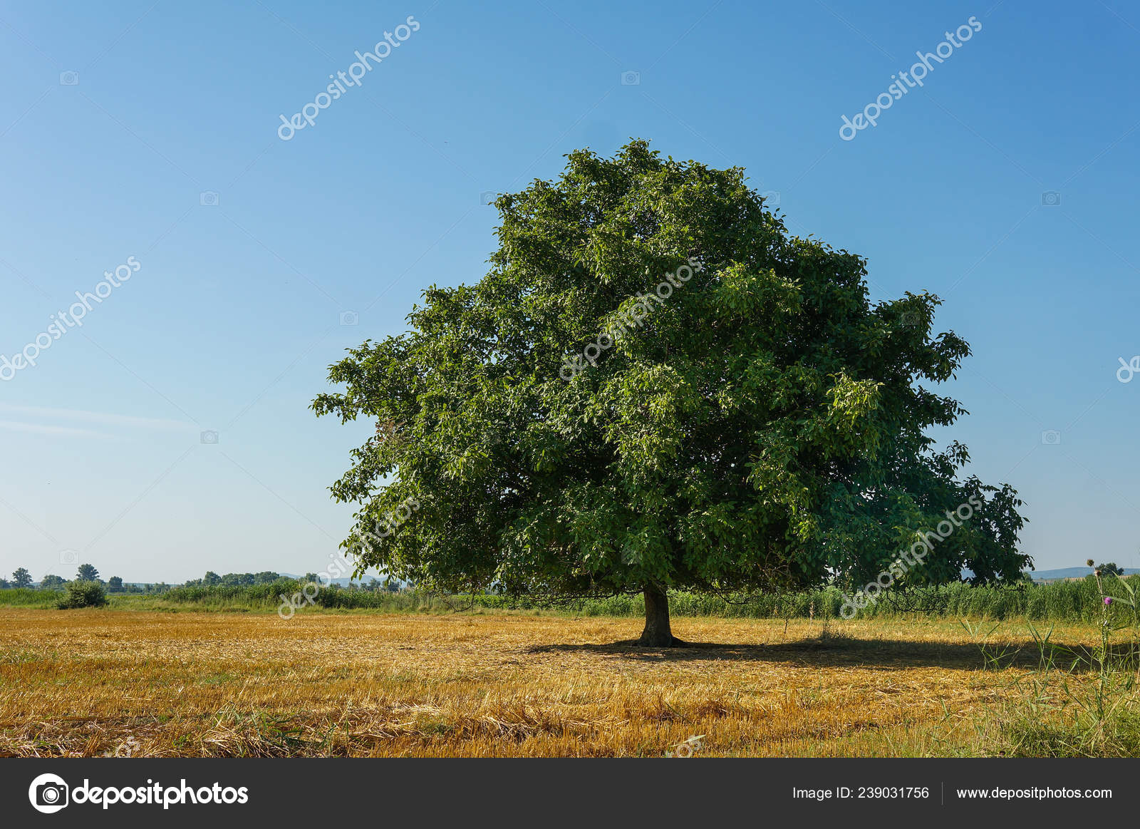 Lonely Big Walnut Tree Large Crown Stands Field — Stock Photo ...