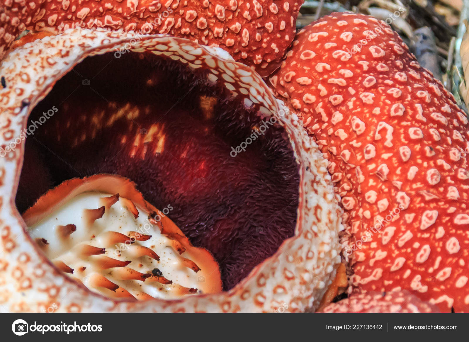 Rafflesia Biggest Flower World Ranau Sabah Borneo — Stock Photo ...