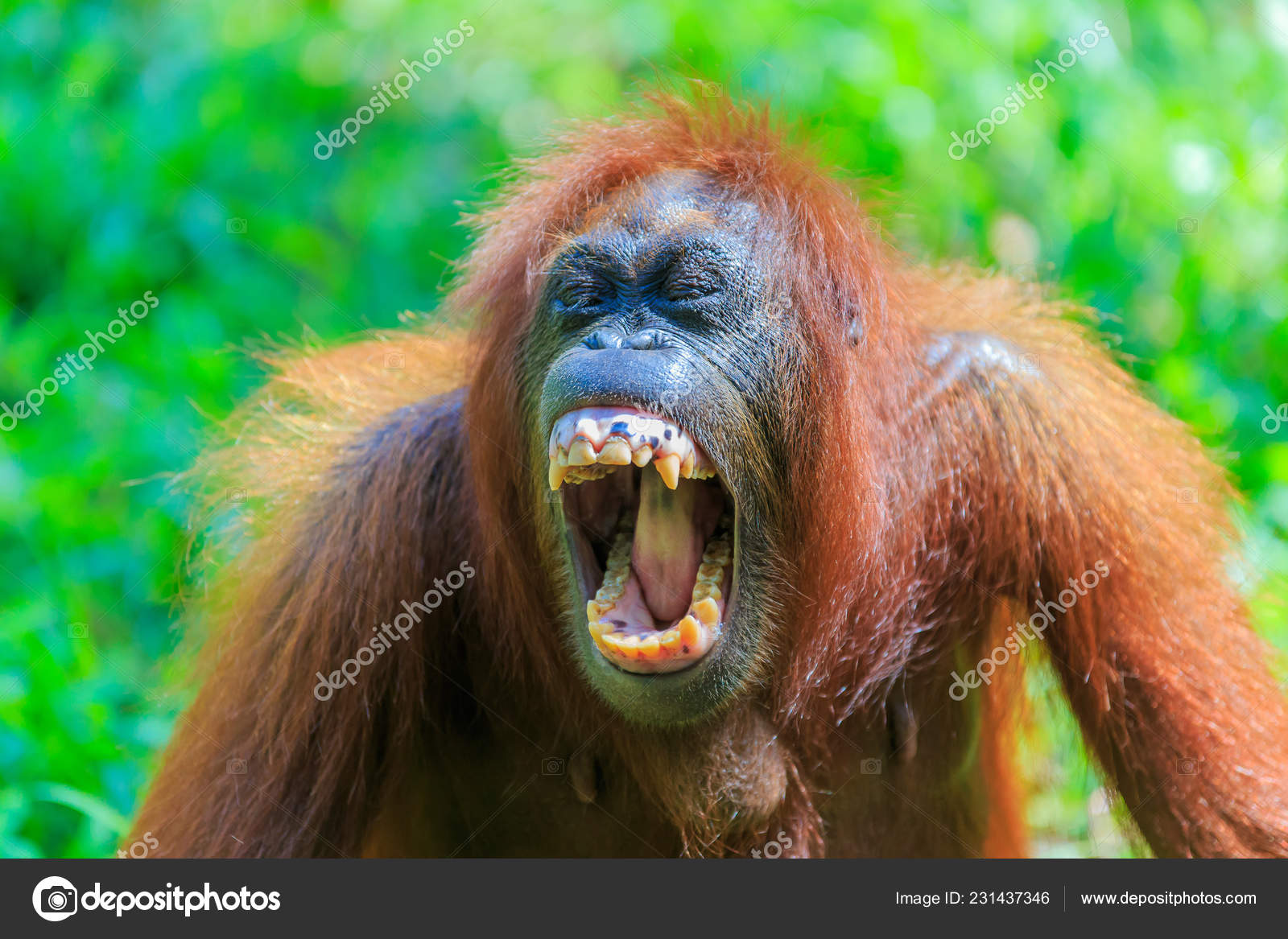 Mad Orangutan
