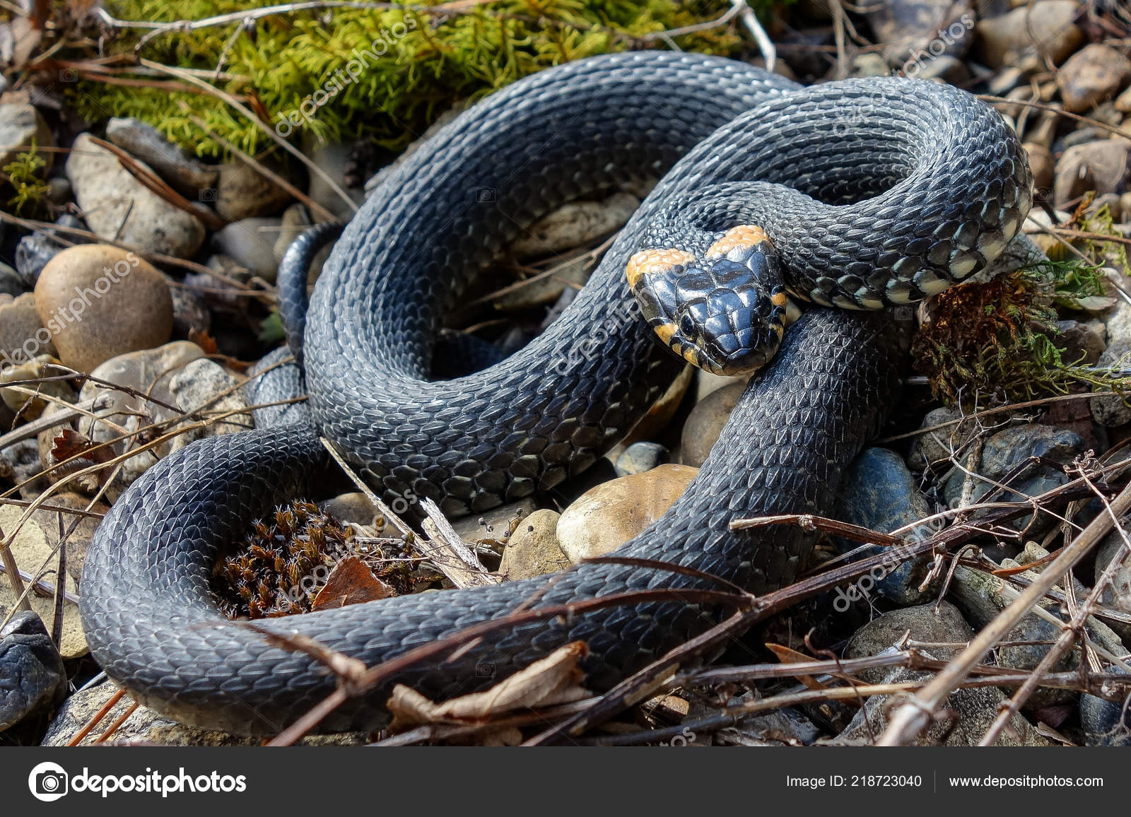 Snake Waiting Prey Stock Photo by ©Smetkin_Alexei 218723040