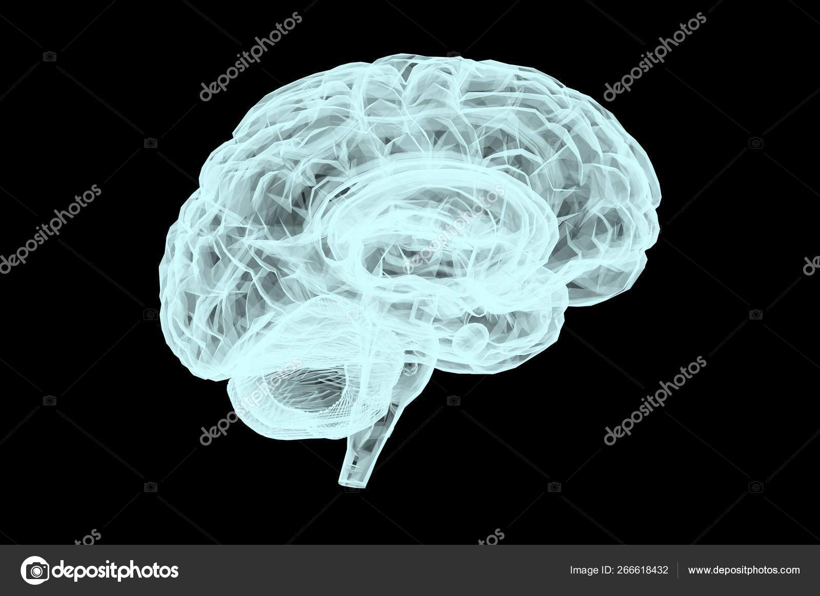 Human Brain Anatomical Model Rendering — Stock Photo © vevestudio ...