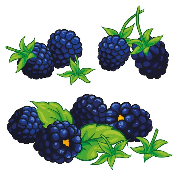 Blackberry Bush Clipart