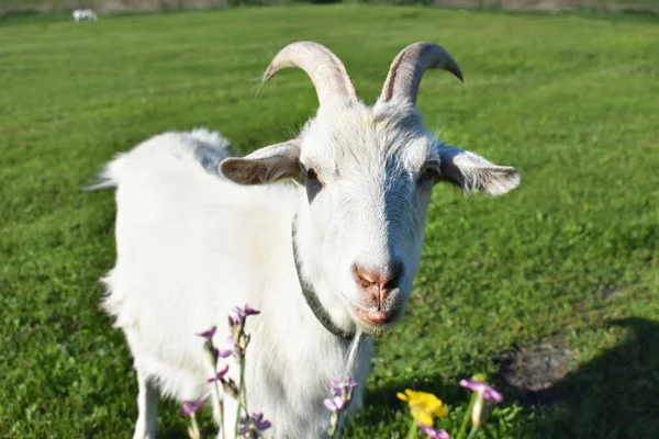 Goat eating plant Stock Photos, Royalty Free Goat eating plant Images ...