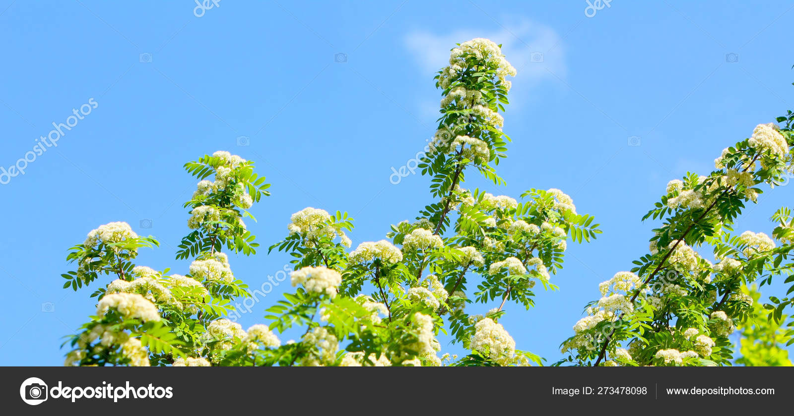 Elegant Beautiful Natural Background Blooming Mountain Ash Blue Sky ...