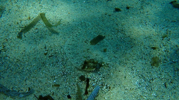 Poisson calamar Stock Photos, Royalty Free Poisson calamar Images ...