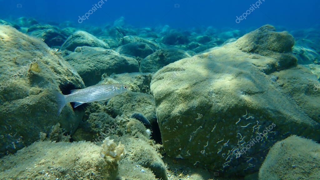 Mugil cephalus, salmonete de cabeza plana, salmonete rayado submarino ...