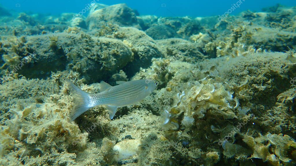 Mugil cephalus, salmonete de cabeza plana, salmonete rayado submarino ...
