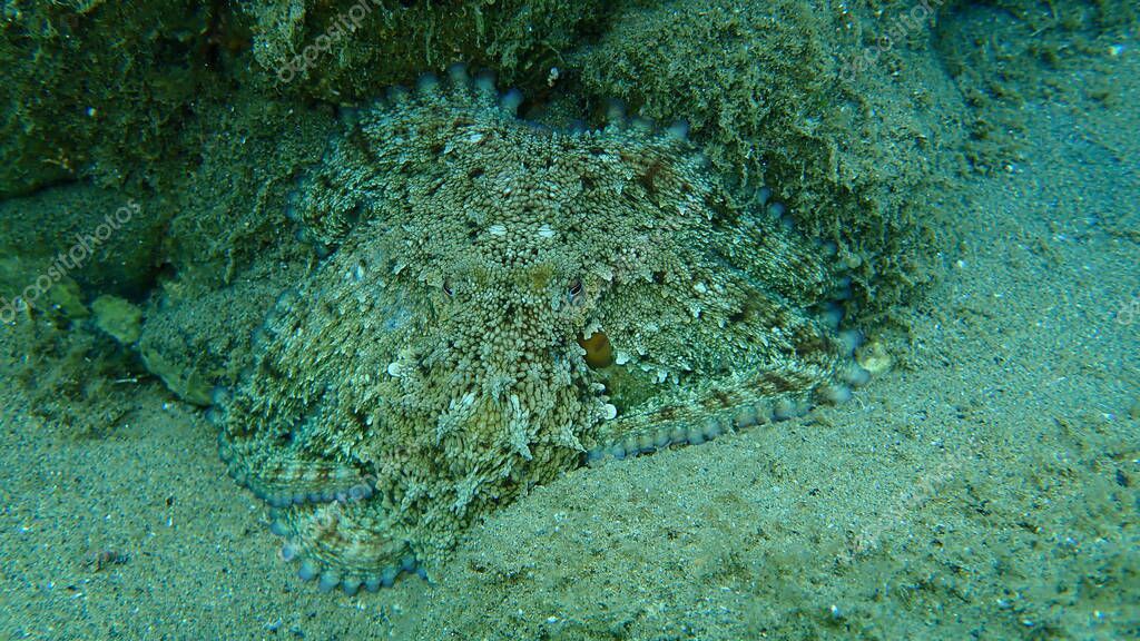 Pulpo común (Octopus vulgaris) submarino, Mar Egeo, Grecia, Halkidiki 2022